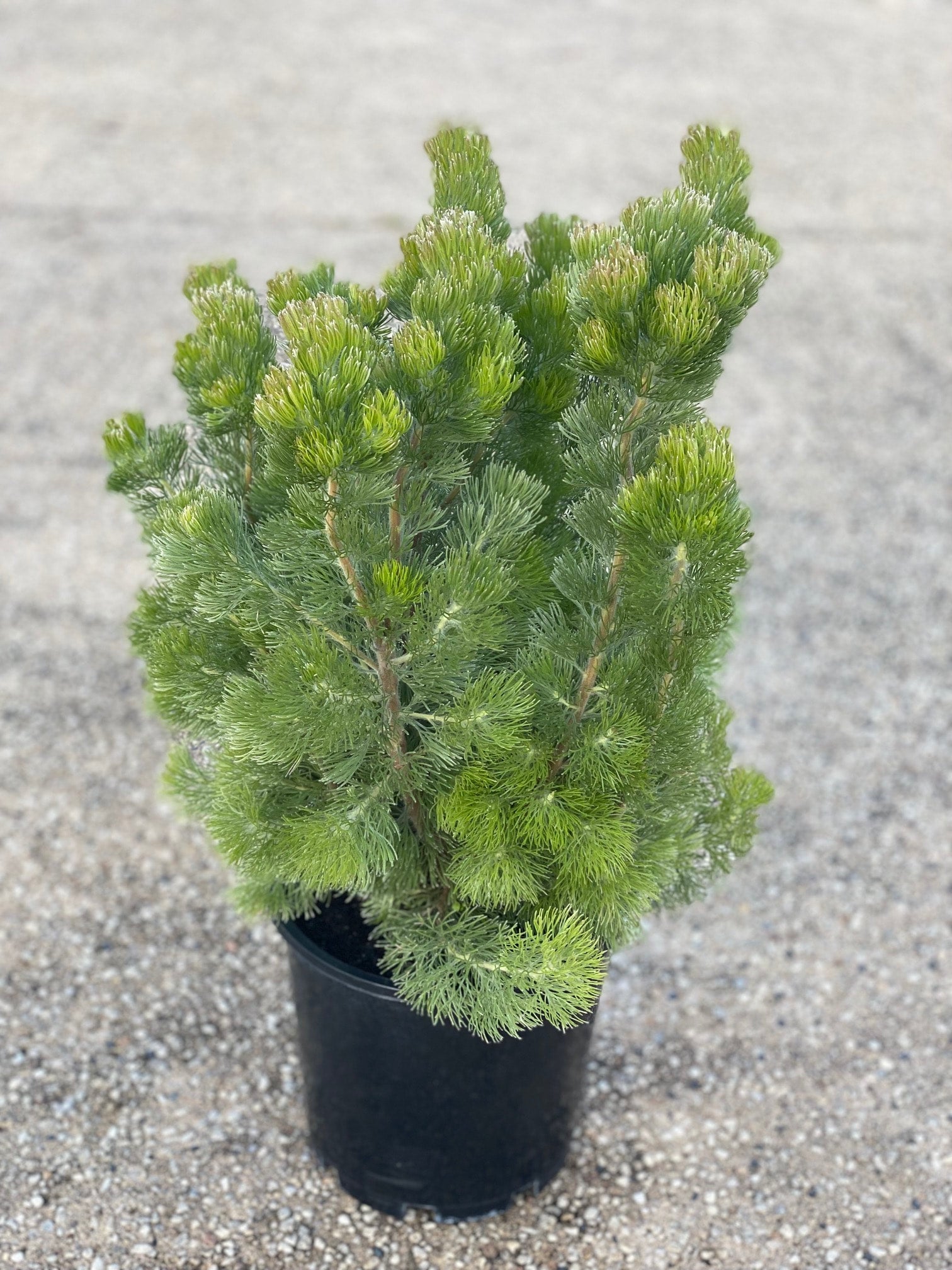 Adenanthos sericeus 'Woolly Bush' 20cm | Gills Nursery