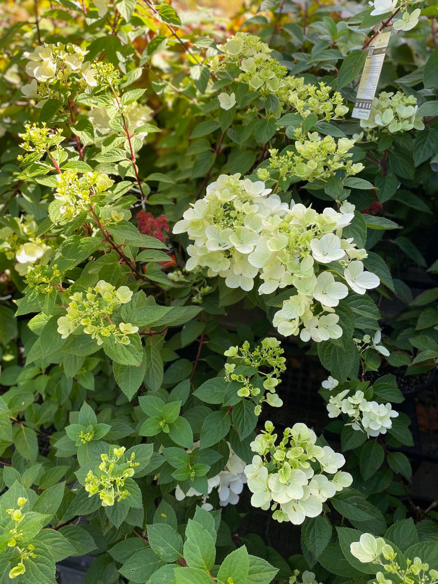 Hydrangea Paniculata 'Diamond Rouge' 20cm | Gills Nursery
